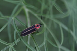 LIGHTNING BUGS - HOPE TO INSPIRE YOU